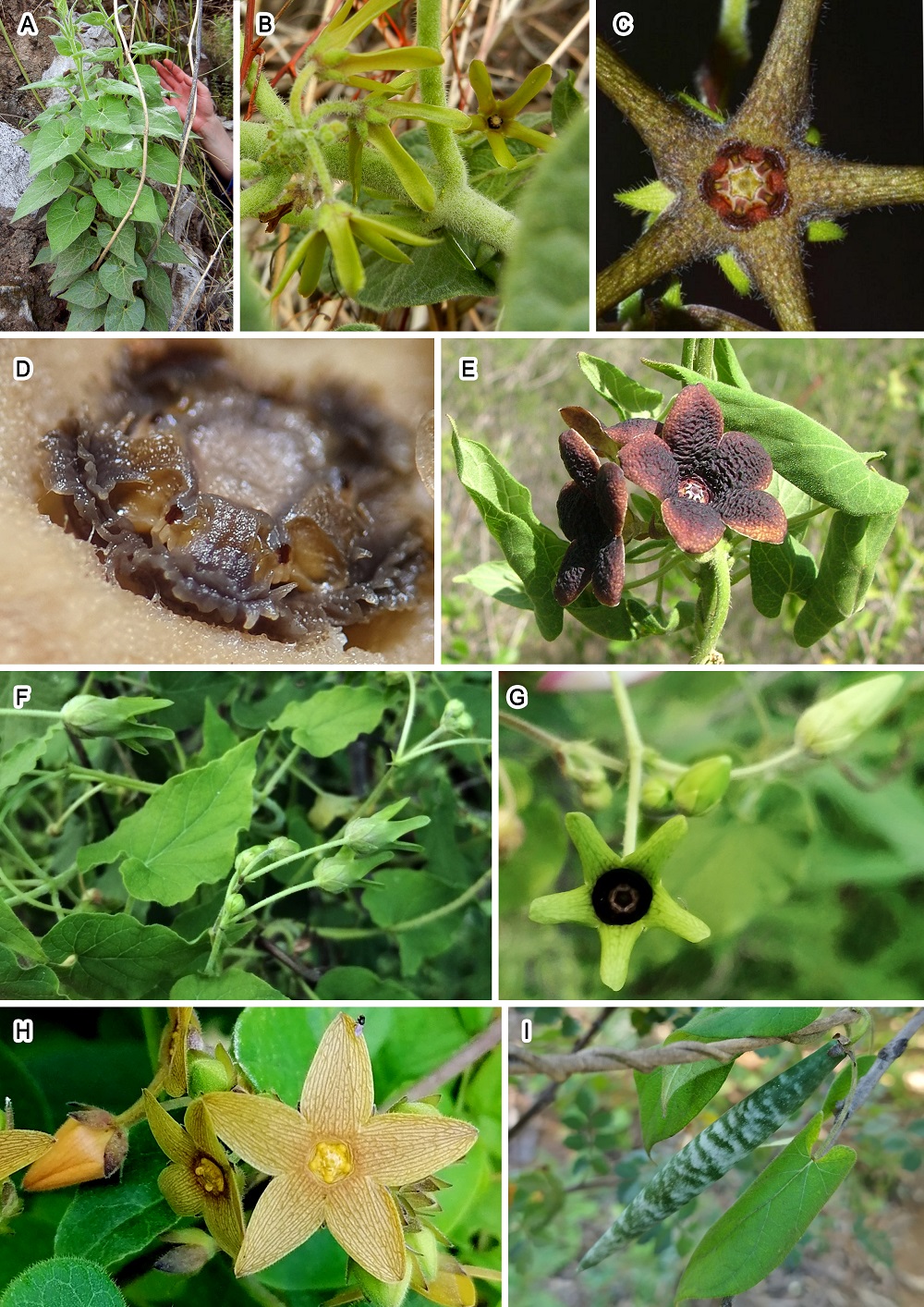 Synopsis of the genus Polystemma (Apocynaceae, Asclepiadoideae) and ...