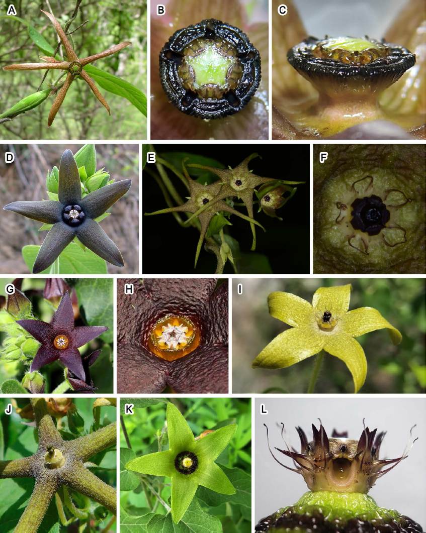Synopsis of the genus Polystemma (Apocynaceae, Asclepiadoideae) and ...