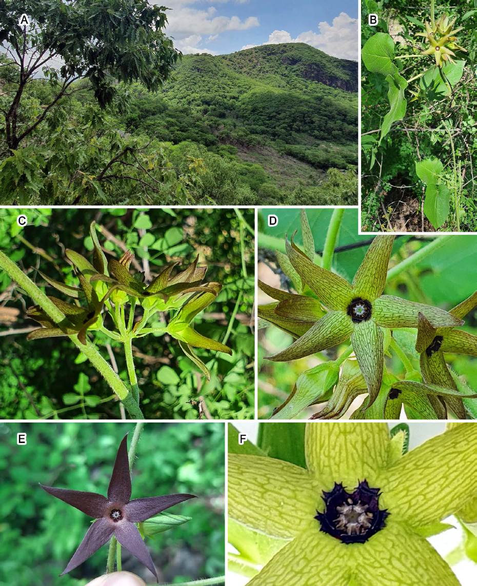 Synopsis of the genus Polystemma (Apocynaceae, Asclepiadoideae) and ...