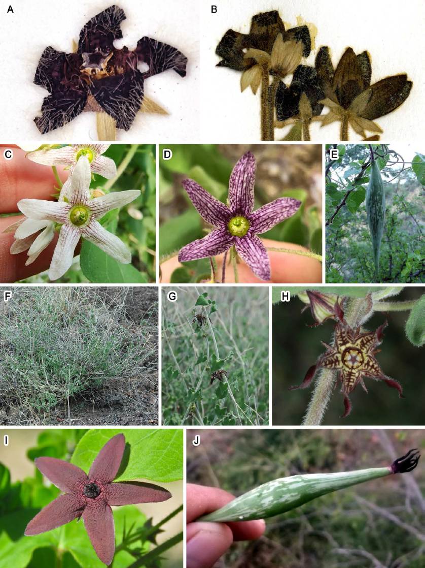 Synopsis of the genus Polystemma (Apocynaceae, Asclepiadoideae) and ...