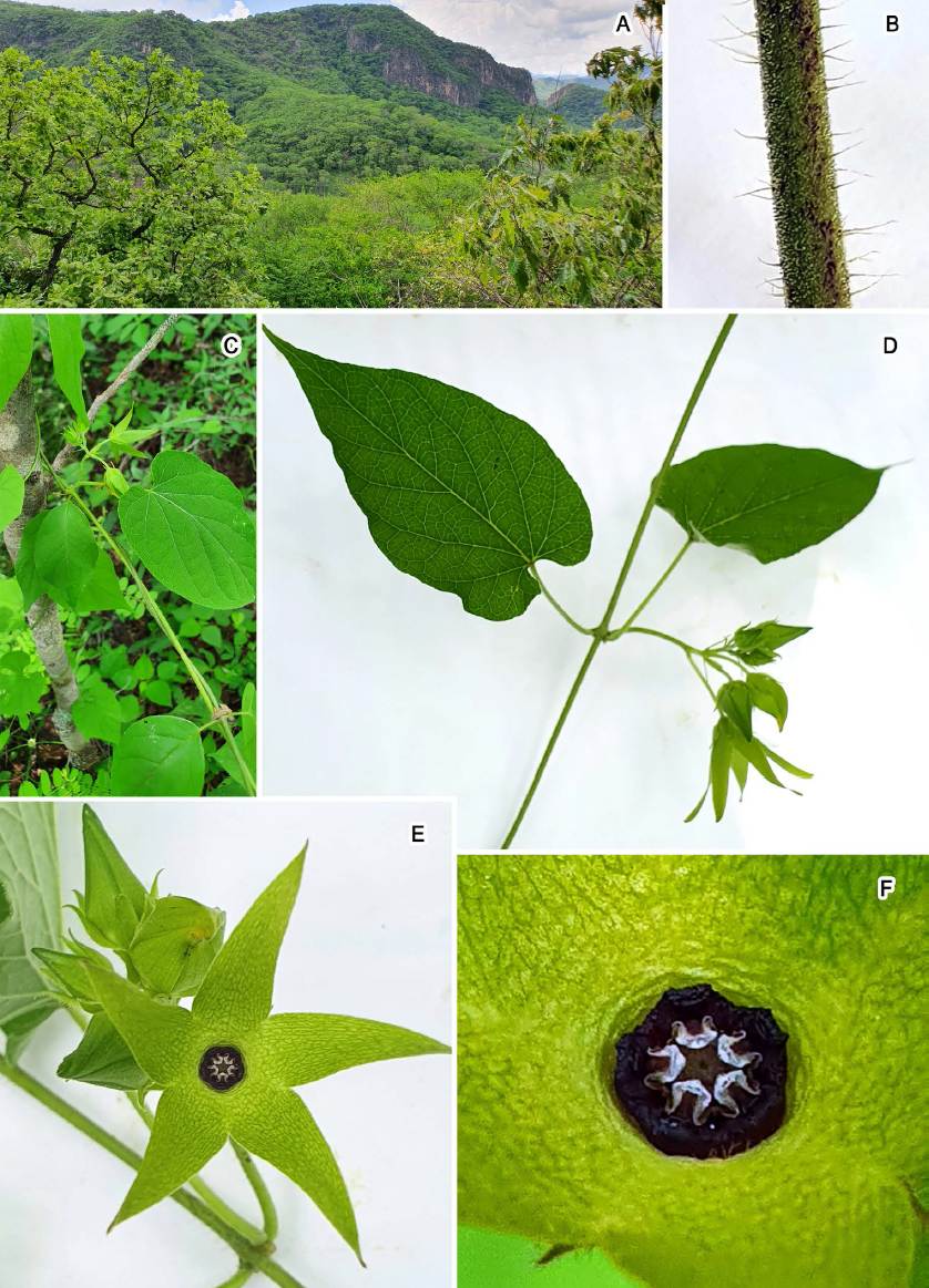 Synopsis of the genus Polystemma (Apocynaceae, Asclepiadoideae) and ...