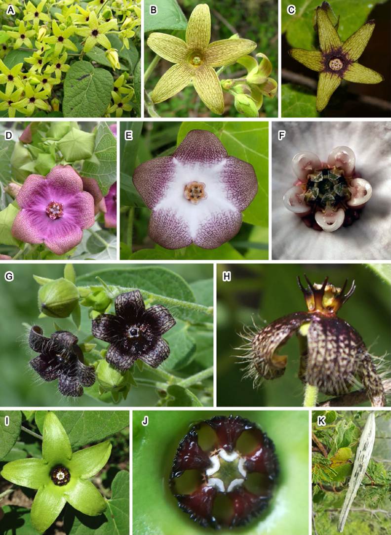 Synopsis of the genus Polystemma (Apocynaceae, Asclepiadoideae) and ...