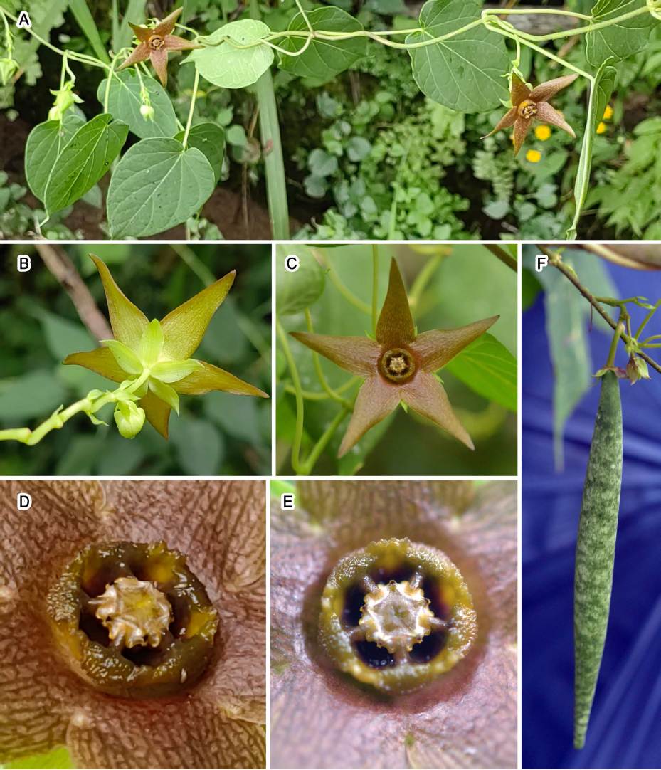 Synopsis of the genus Polystemma (Apocynaceae, Asclepiadoideae) and ...
