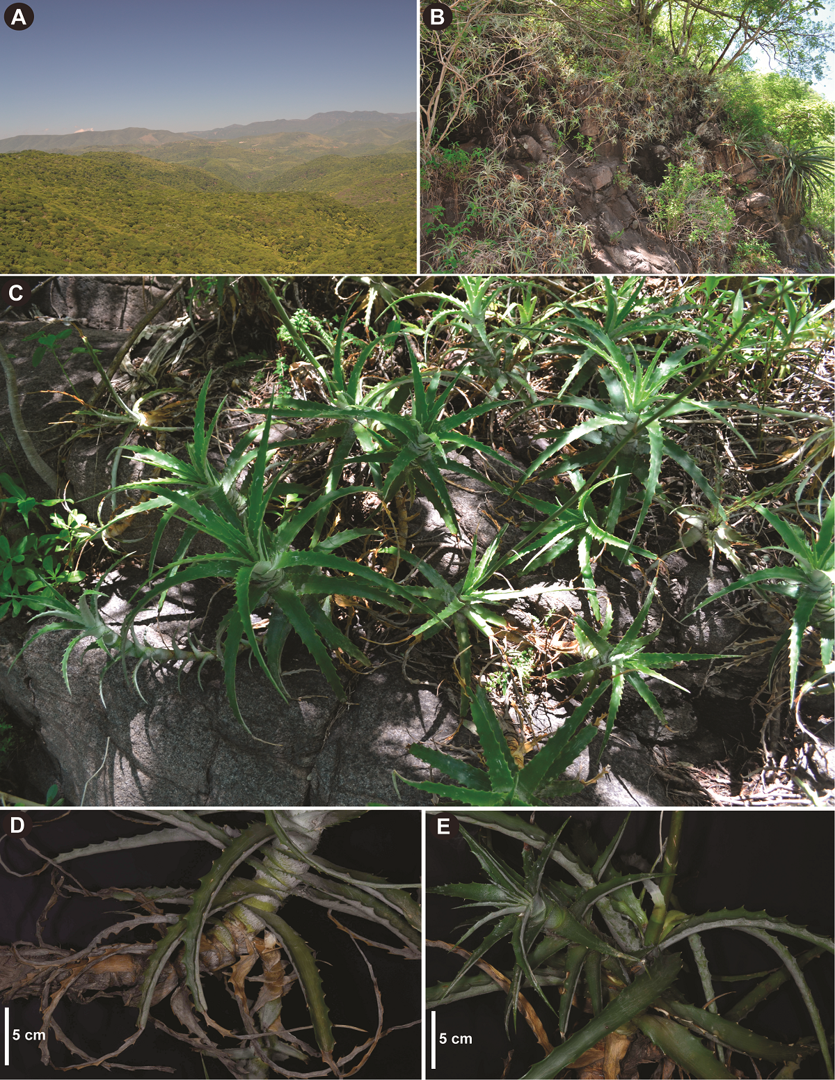 Hechtia cerrostlatilpae (Hechtioideae; Bromeliaceae), a new species ...
