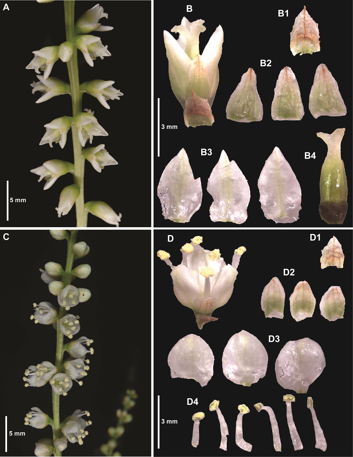 Hechtia cerrostlatilpae (Hechtioideae; Bromeliaceae), a new species ...