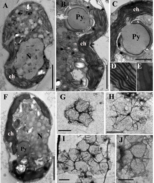 Species of the thecate dinoflagellate genus Heterocapsa (Dinophyceae ...