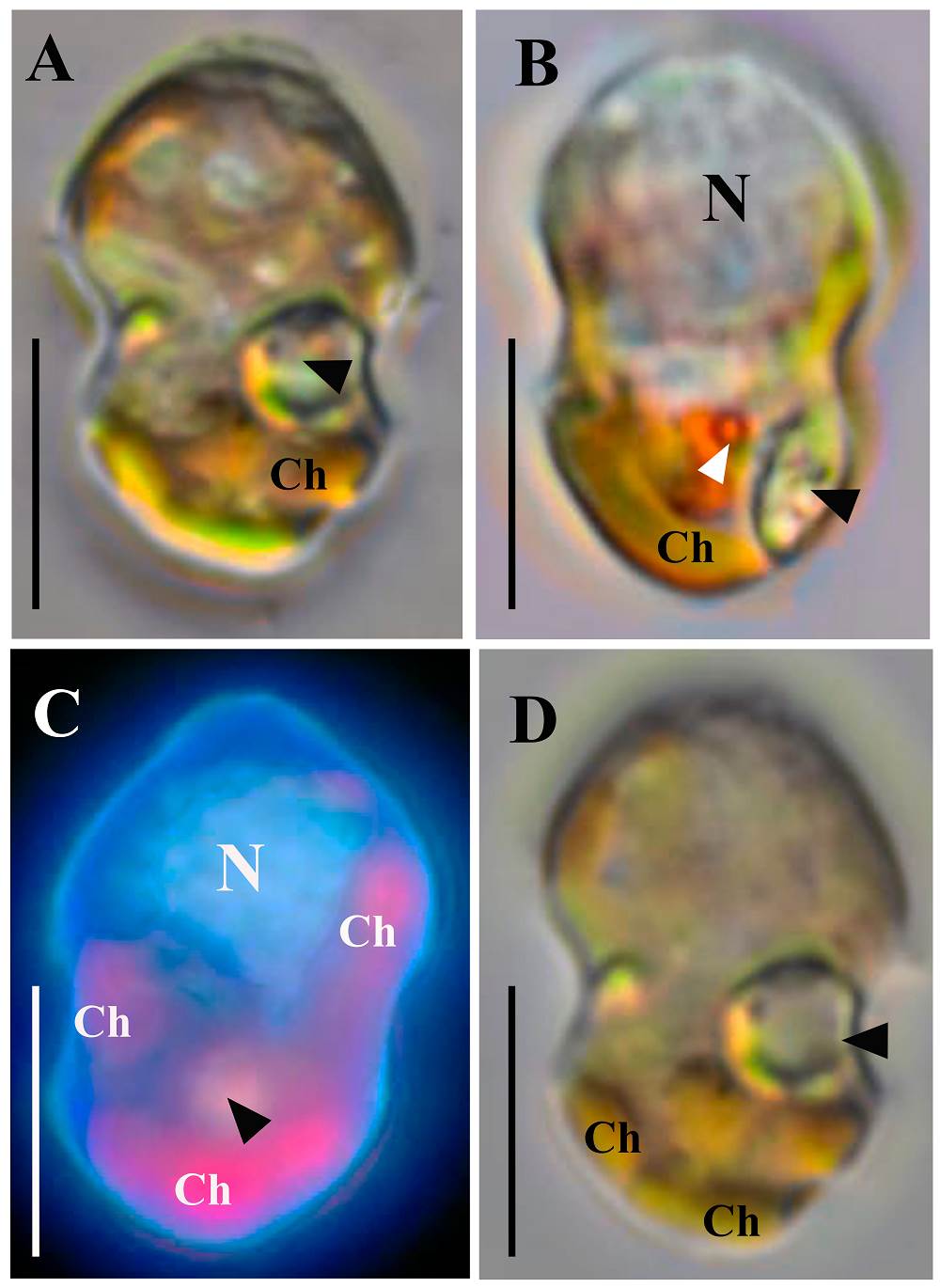 Species of the thecate dinoflagellate genus Heterocapsa (Dinophyceae ...