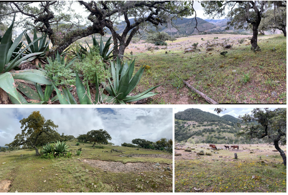 Biodiversidad de las praderas templadas del norte de Oaxaca, México