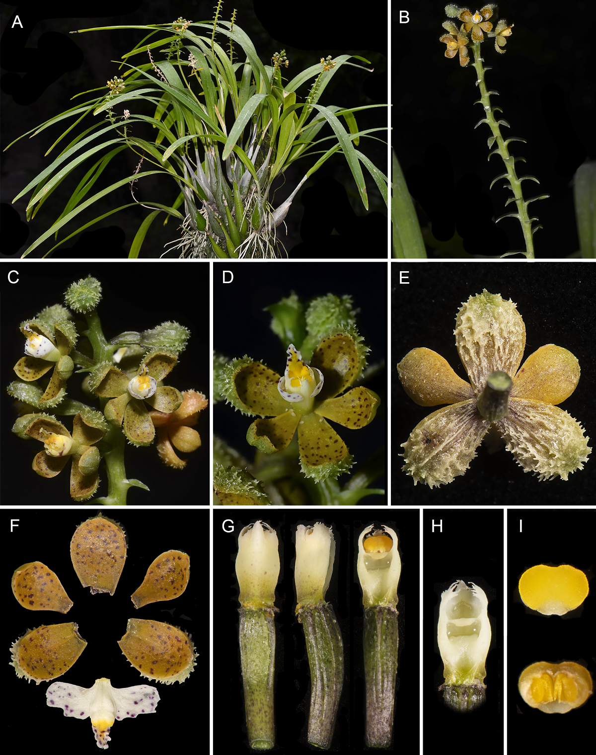 Clarification of Prosthechea guttata (Orchidaceae) and description of ...