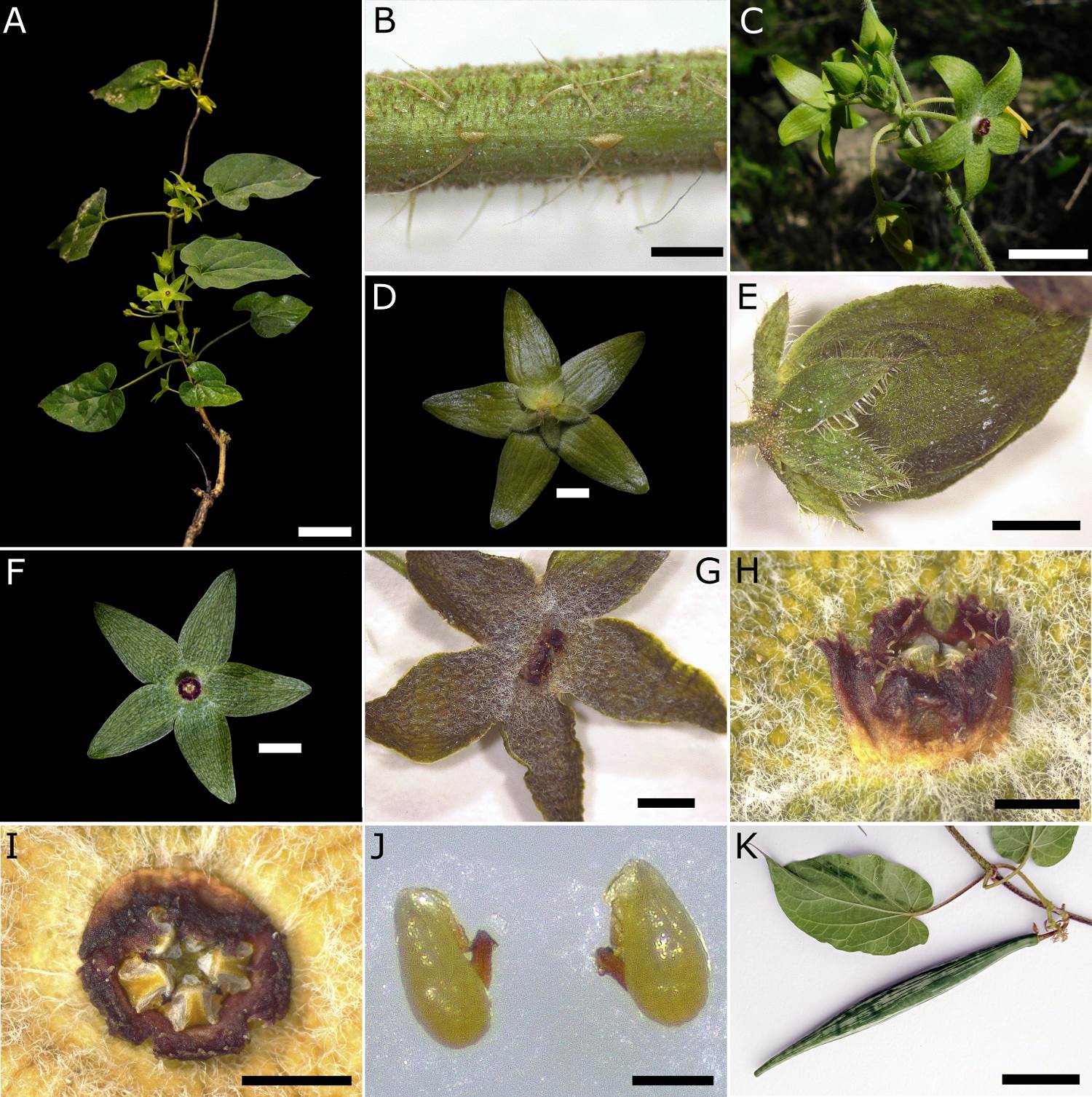 Una especie nueva de Polystemma (Apocynaceae) de Aguascalientes, México