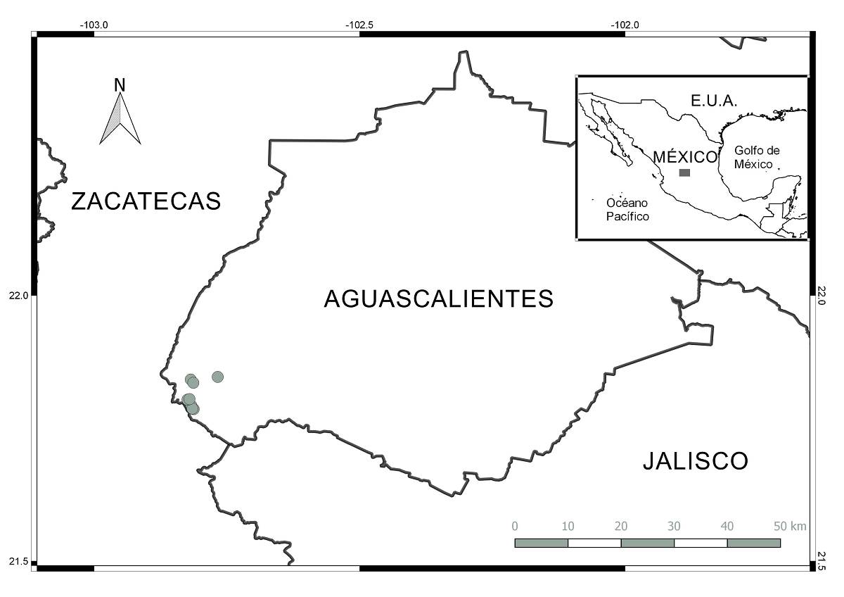 Una especie nueva de Polystemma (Apocynaceae) de Aguascalientes, México