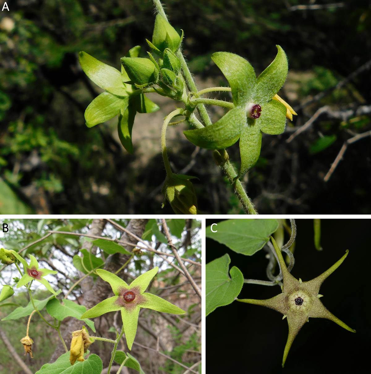 Una especie nueva de Polystemma (Apocynaceae) de Aguascalientes, México
