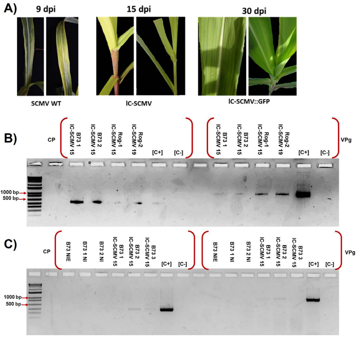 A maize non- infectious clone from Sugarcane mosaic virus can move in ...