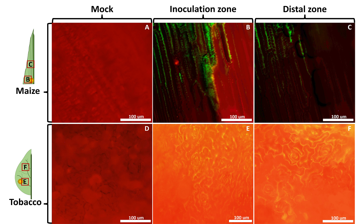 A maize non- infectious clone from Sugarcane mosaic virus can move in ...