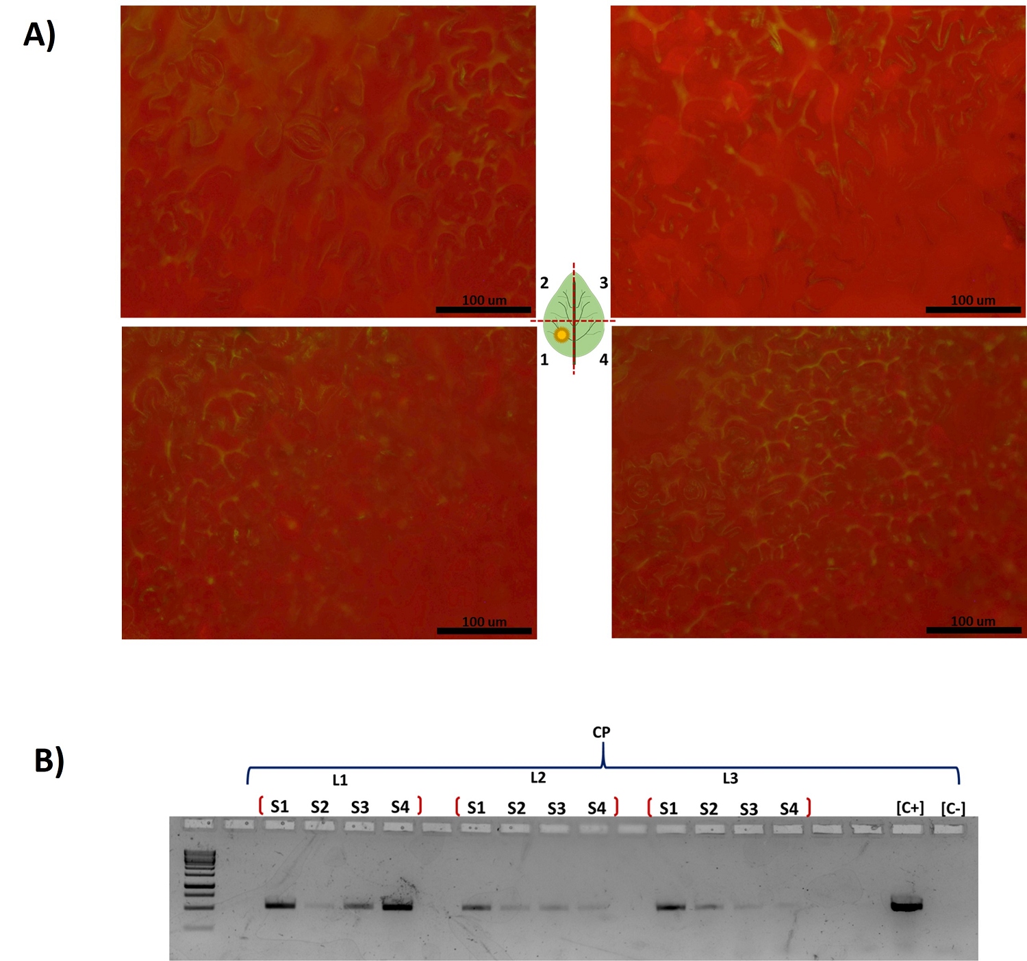A maize non- infectious clone from Sugarcane mosaic virus can move in ...