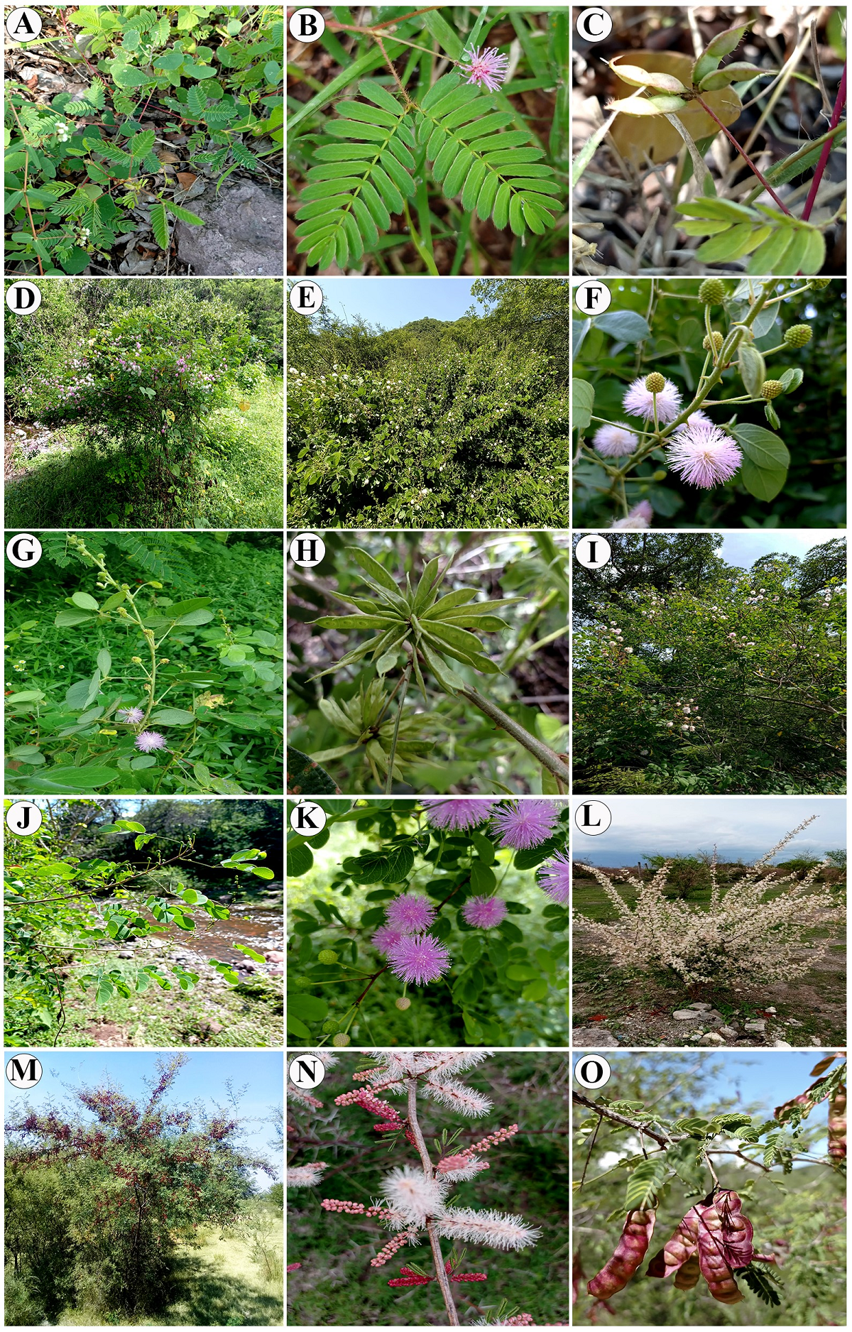 Revisiting the inflorescence structure, the floral traits and pollen ...