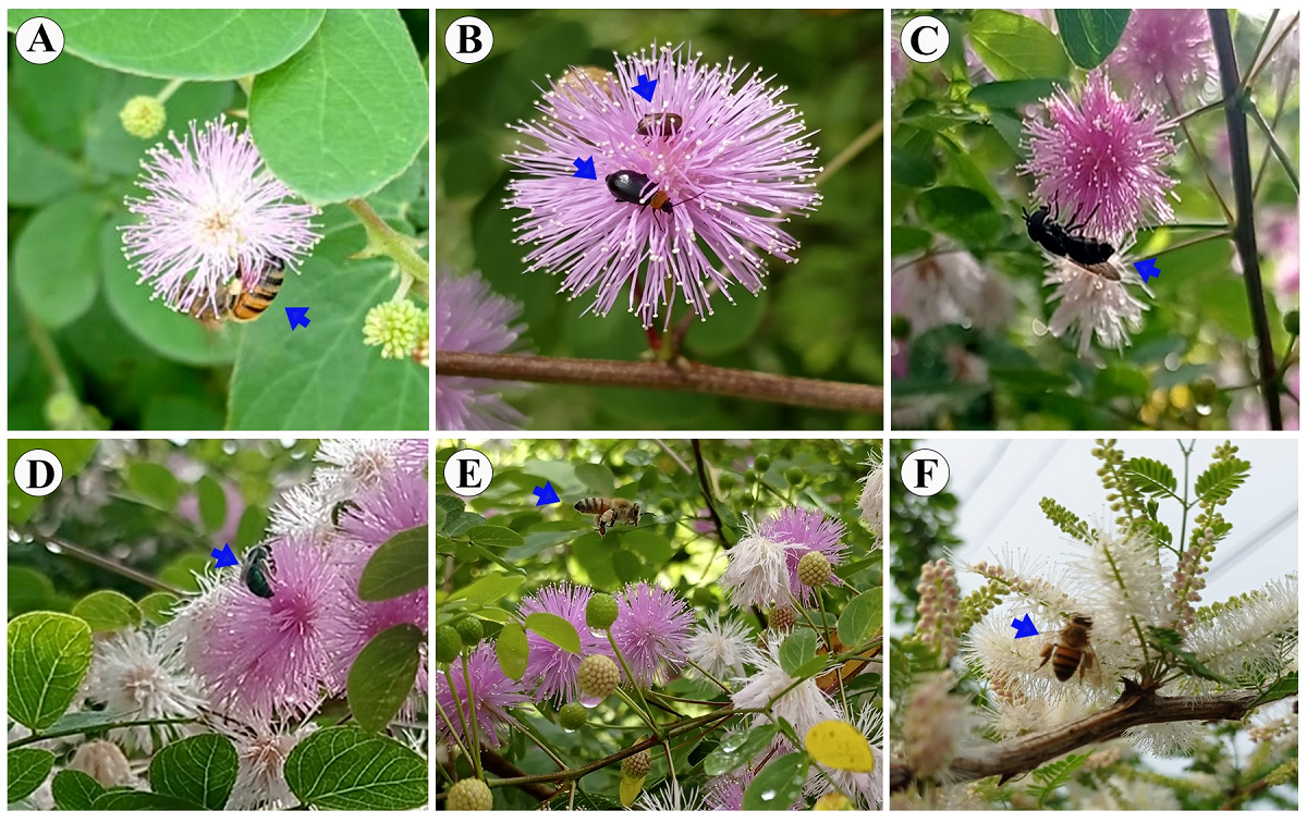 Revisiting the inflorescence structure, the floral traits and pollen ...