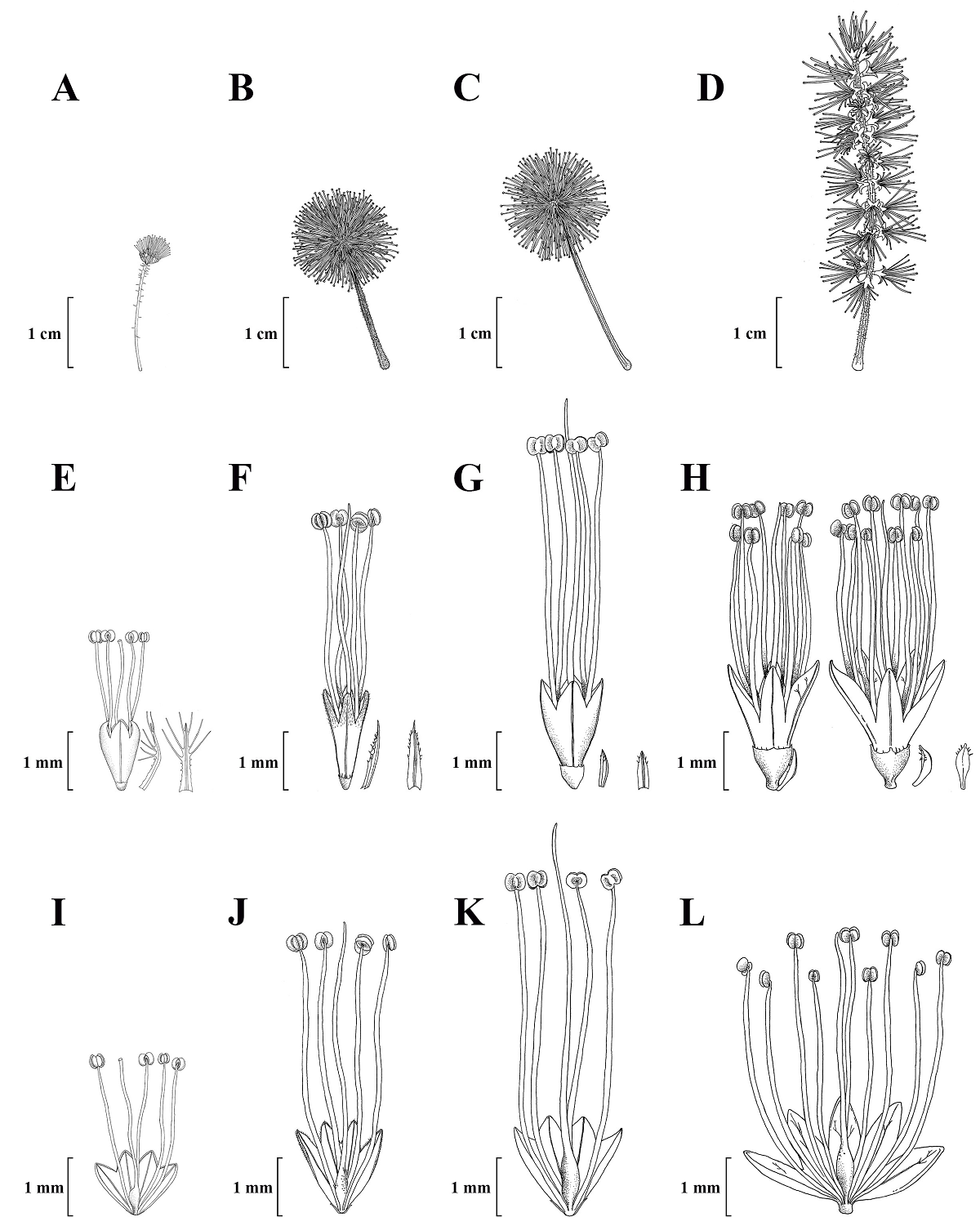 Revisiting the inflorescence structure, the floral traits and pollen ...