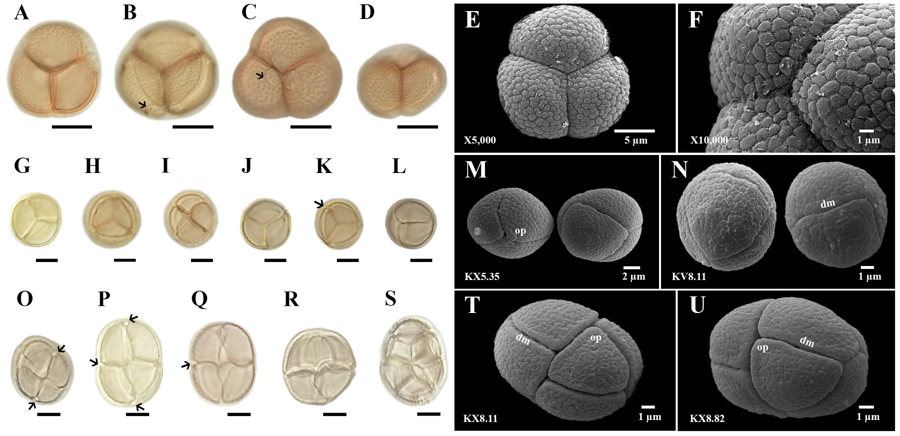 Revisiting the inflorescence structure, the floral traits and pollen ...