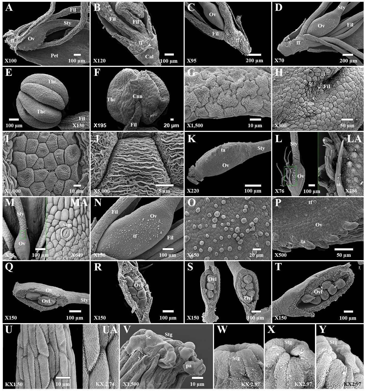 Revisiting the inflorescence structure, the floral traits and pollen ...