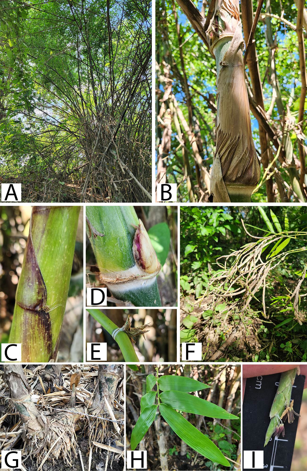 Antecedentes V Jungla