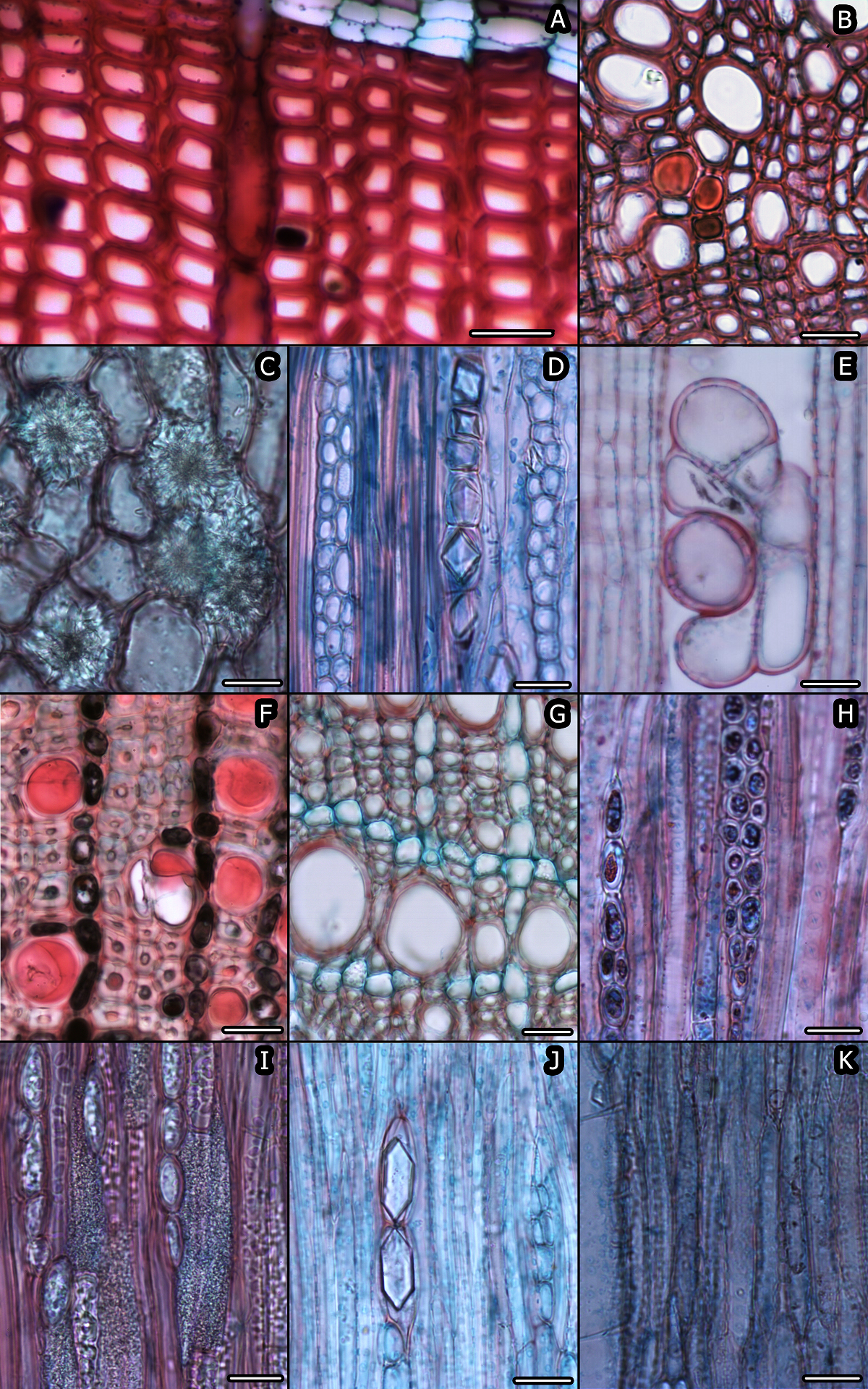 Anatomía de la madera de 32 especies de un matorral en la Sierra de ...