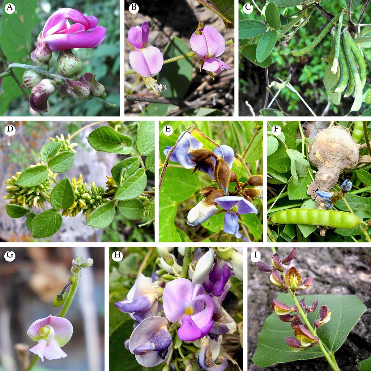 Diversidad de Fabaceae del Área Natural Protegida Sierra de Quila ...
