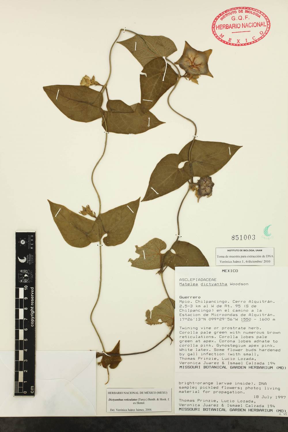 Extendiendo las redes, una especie nueva de Dictyanthus (Apocynaceae ...