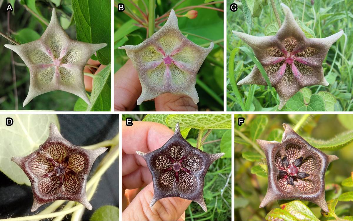 Extendiendo las redes, una especie nueva de Dictyanthus (Apocynaceae ...