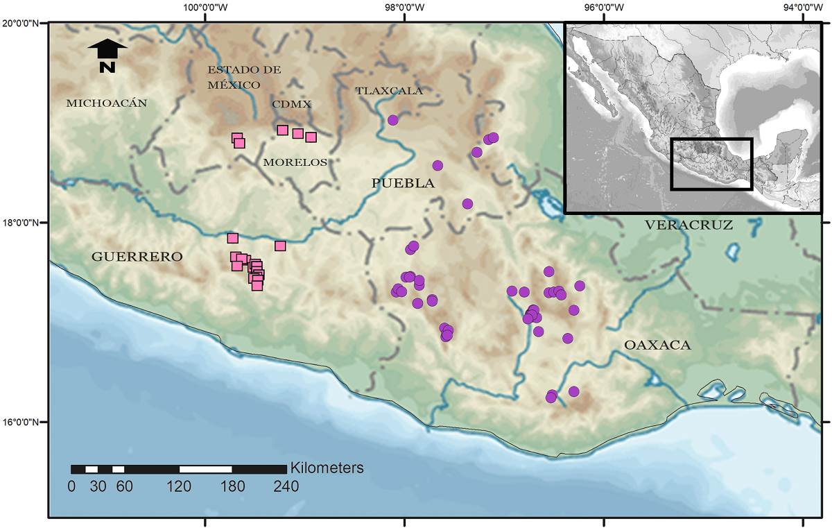 Extendiendo las redes, una especie nueva de Dictyanthus (Apocynaceae ...