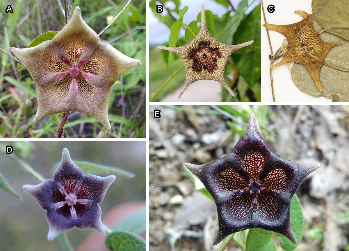 Extendiendo las redes, una especie nueva de Dictyanthus (Apocynaceae ...