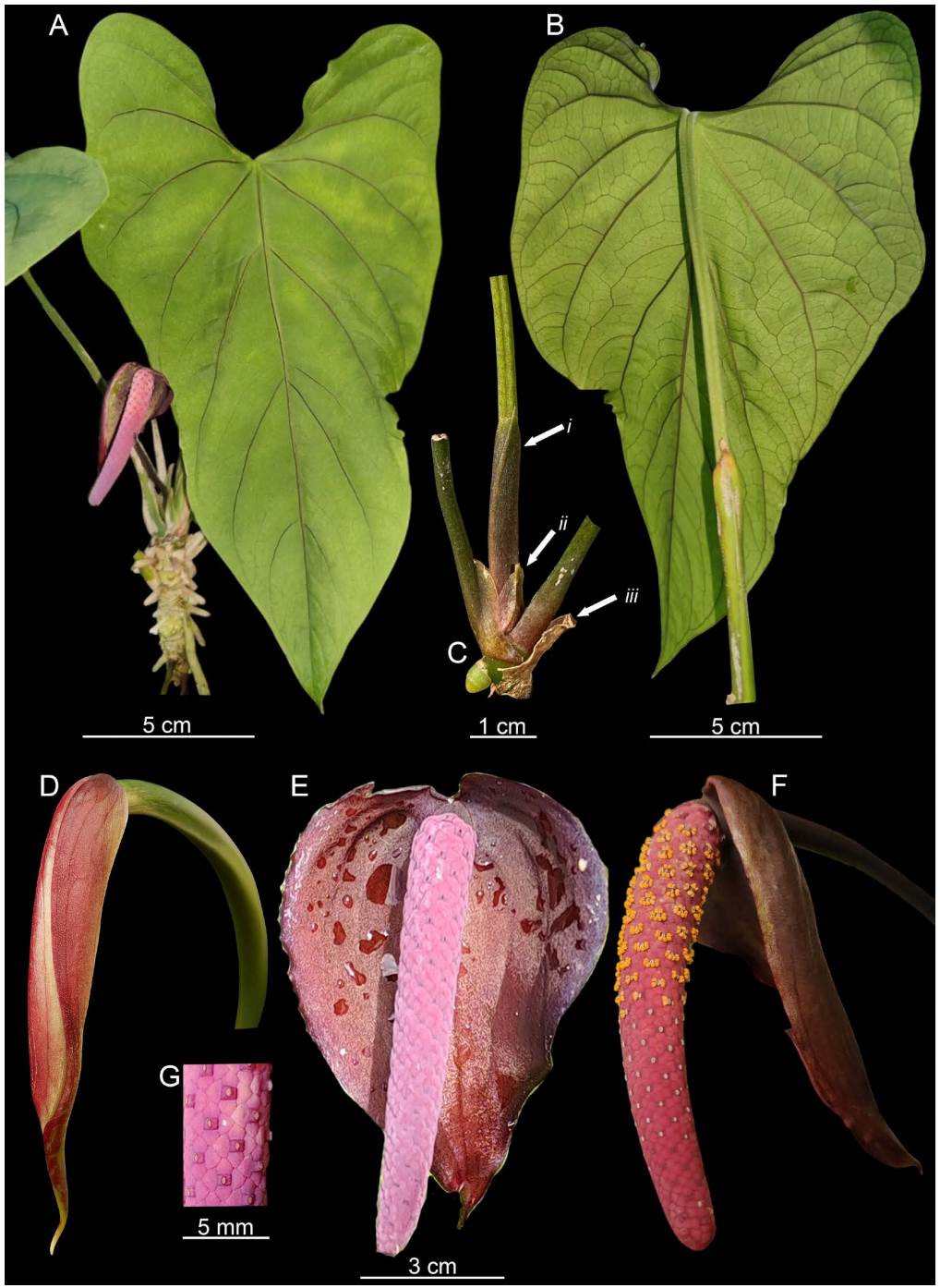 Increasing the diversity of “black-spathed” Anthurium (Araceae) in ...