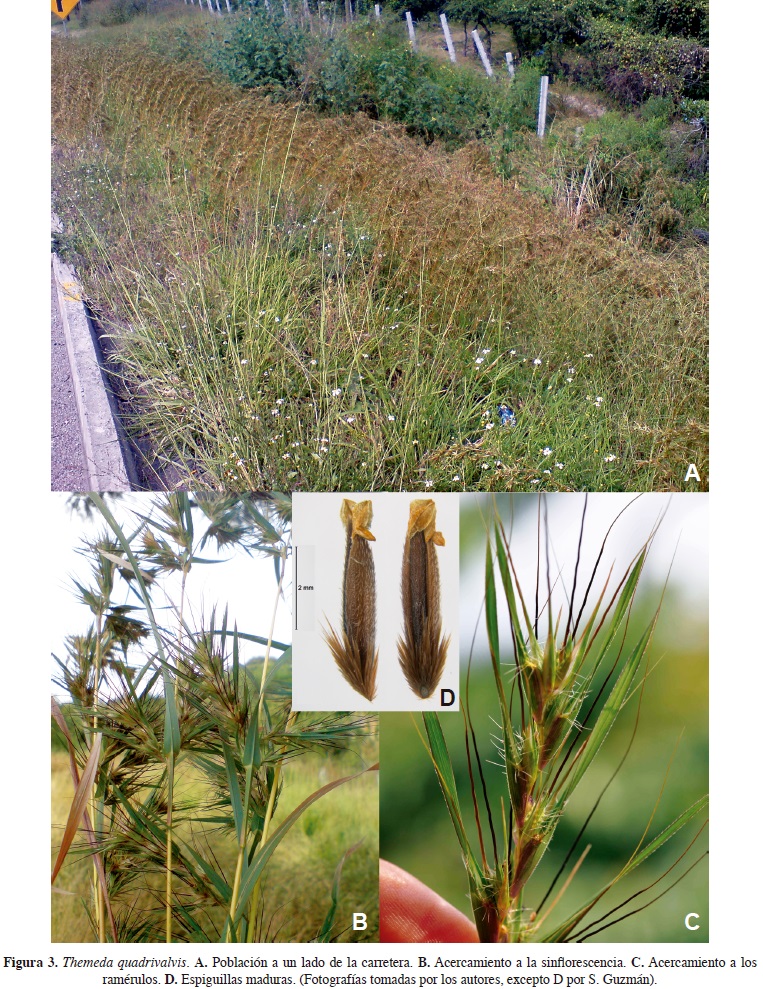 Themeda quadrivalvis (Sacchareae, Panicoideae, Poaceae), una maleza ...