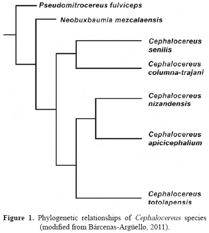 Trichomes with crystals in the Cephalocereus Pfeiff. areoles