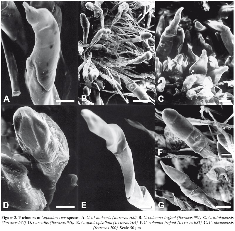 Trichomes with crystals in the Cephalocereus Pfeiff. areoles