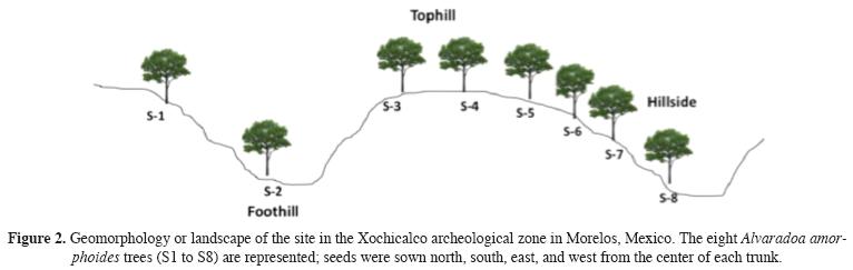Alvaradoa amorphoides germination at low water potential and the role ...
