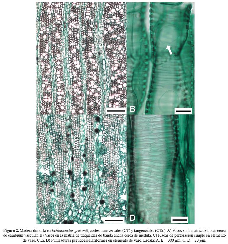 La membrana de la punteadura en dos especies de Cacteae, Cactaceae