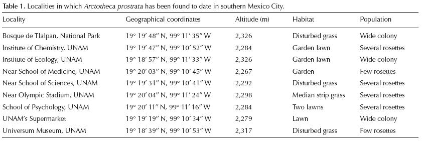 Arctotheca prostrata (Asteraceae: Arctotideae), a South African species ...