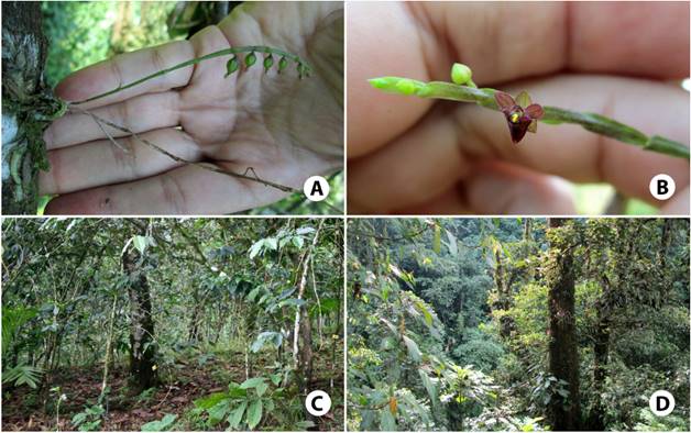 Telipogon helleri (Orchidaceae): population characteristics, new ...