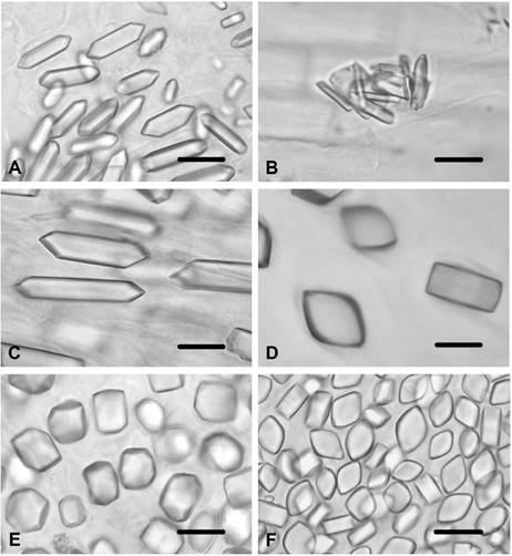 Calcium oxalate crystals in some species of the Tribe Cardueae (Asteraceae)