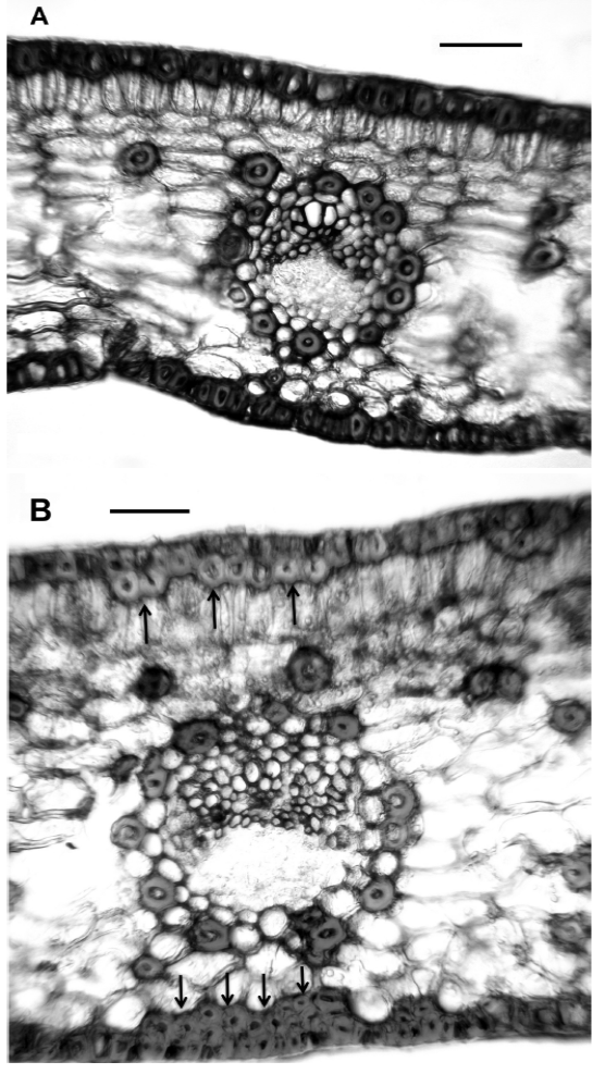 What is Ceratozamia Mexicana (Zamiaceae)?