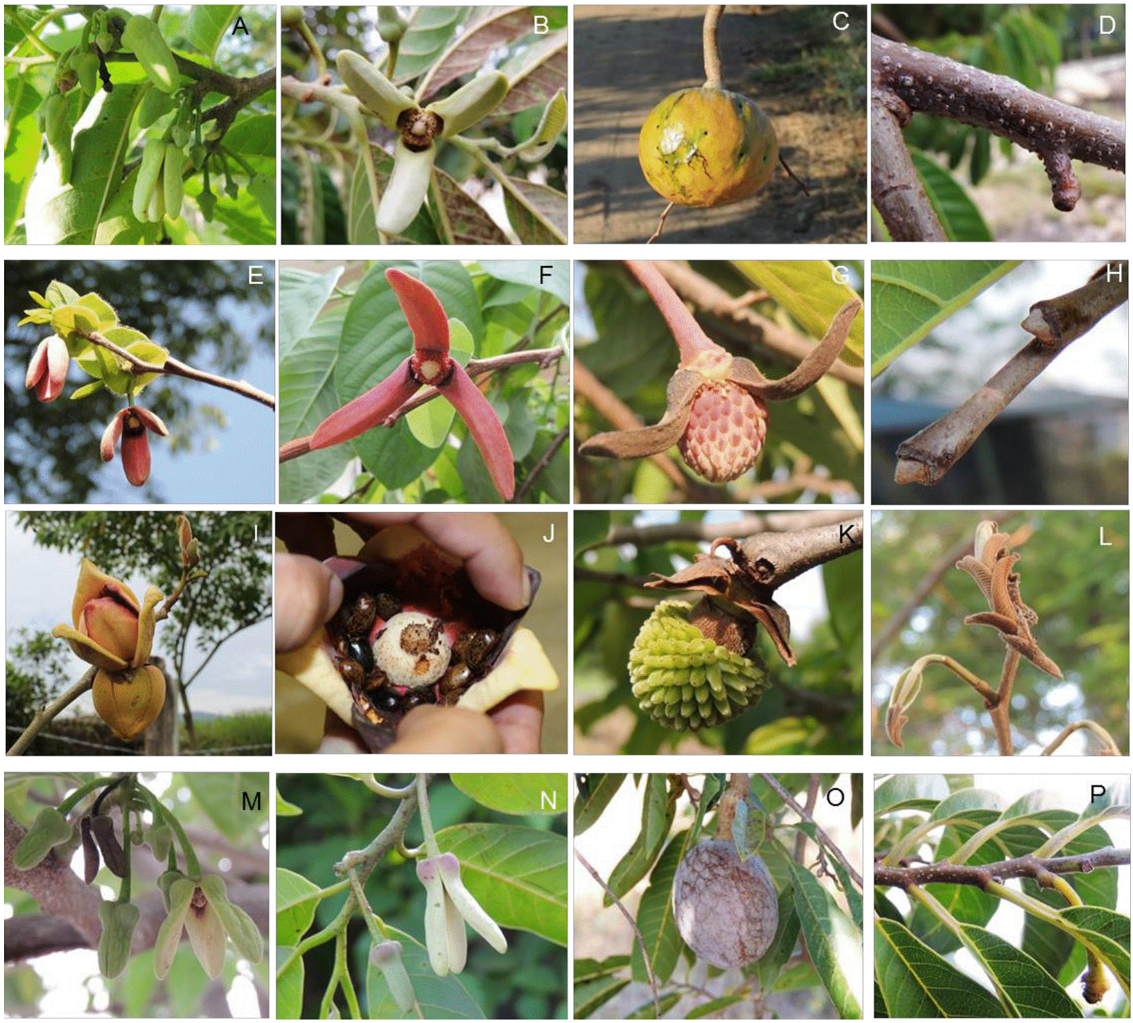 Phenological strategies of Annona species from the tropical deciduous ...