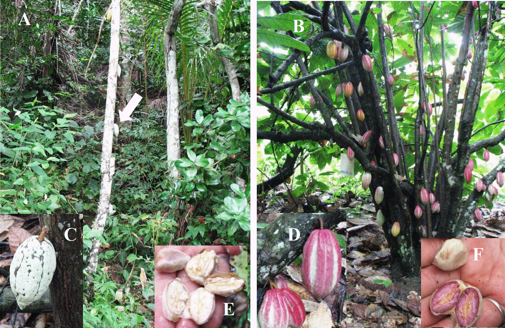 Does Criollo cocoa have the same exophysiological characteristics as ...