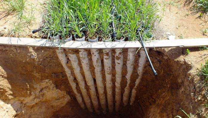 Screening for root and shoot traits in different wheat species and wild ...