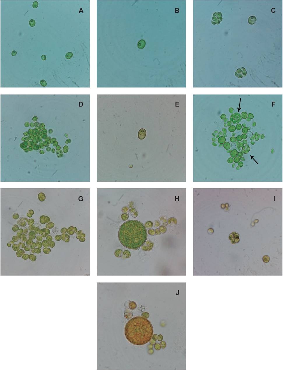 Molecular phylogeny and morphologic data of strains of the genus ...