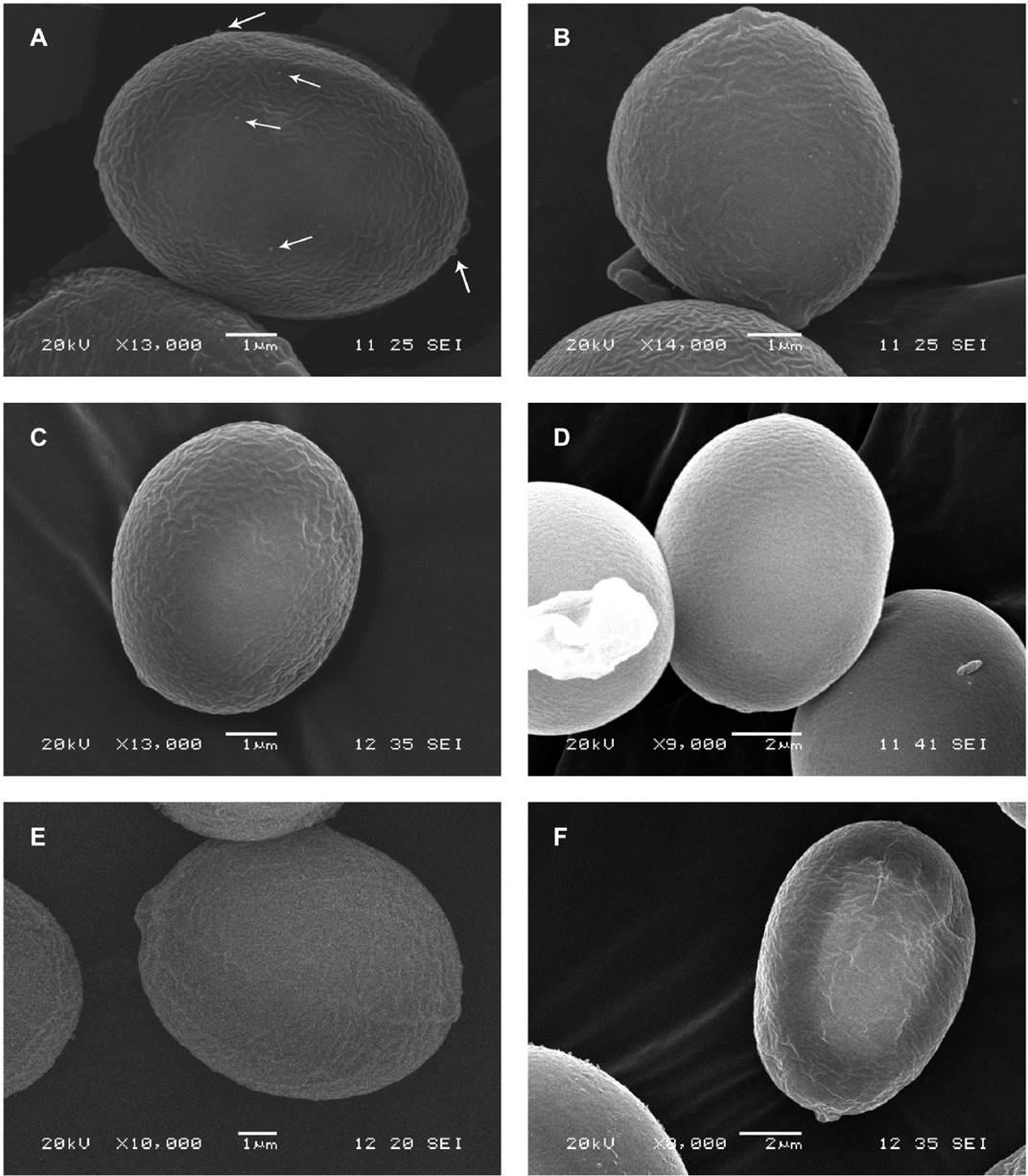 Molecular phylogeny and morphologic data of strains of the genus ...