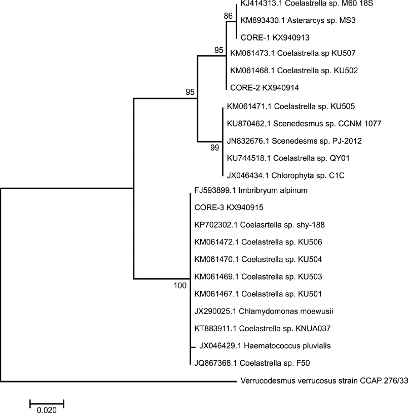 Molecular phylogeny and morphologic data of strains of the genus ...