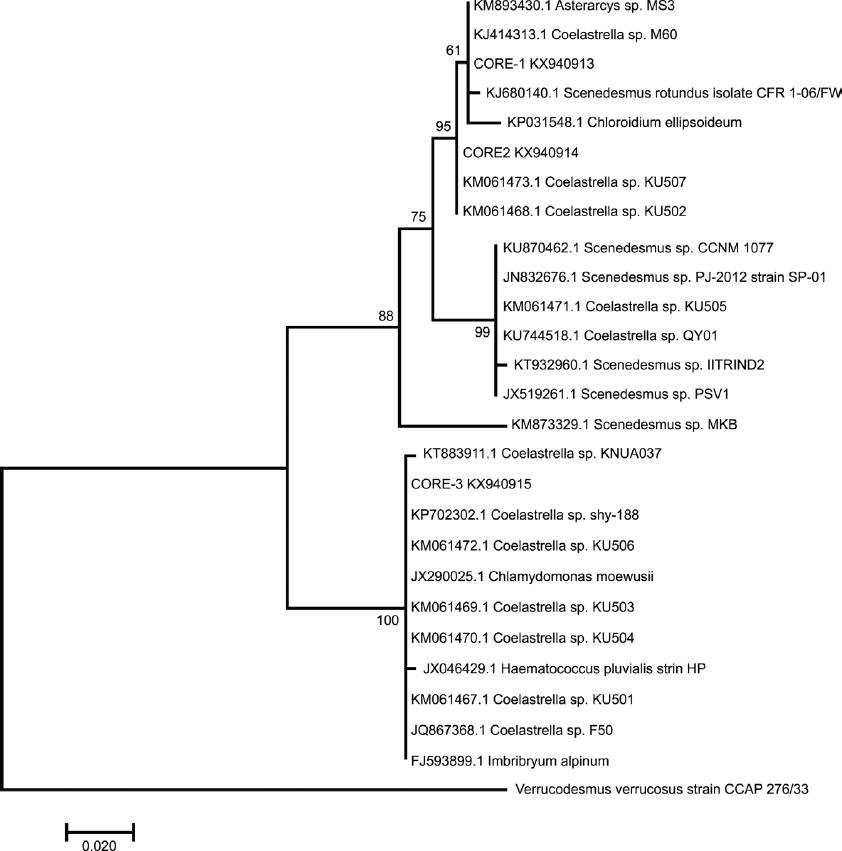 Molecular phylogeny and morphologic data of strains of the genus ...