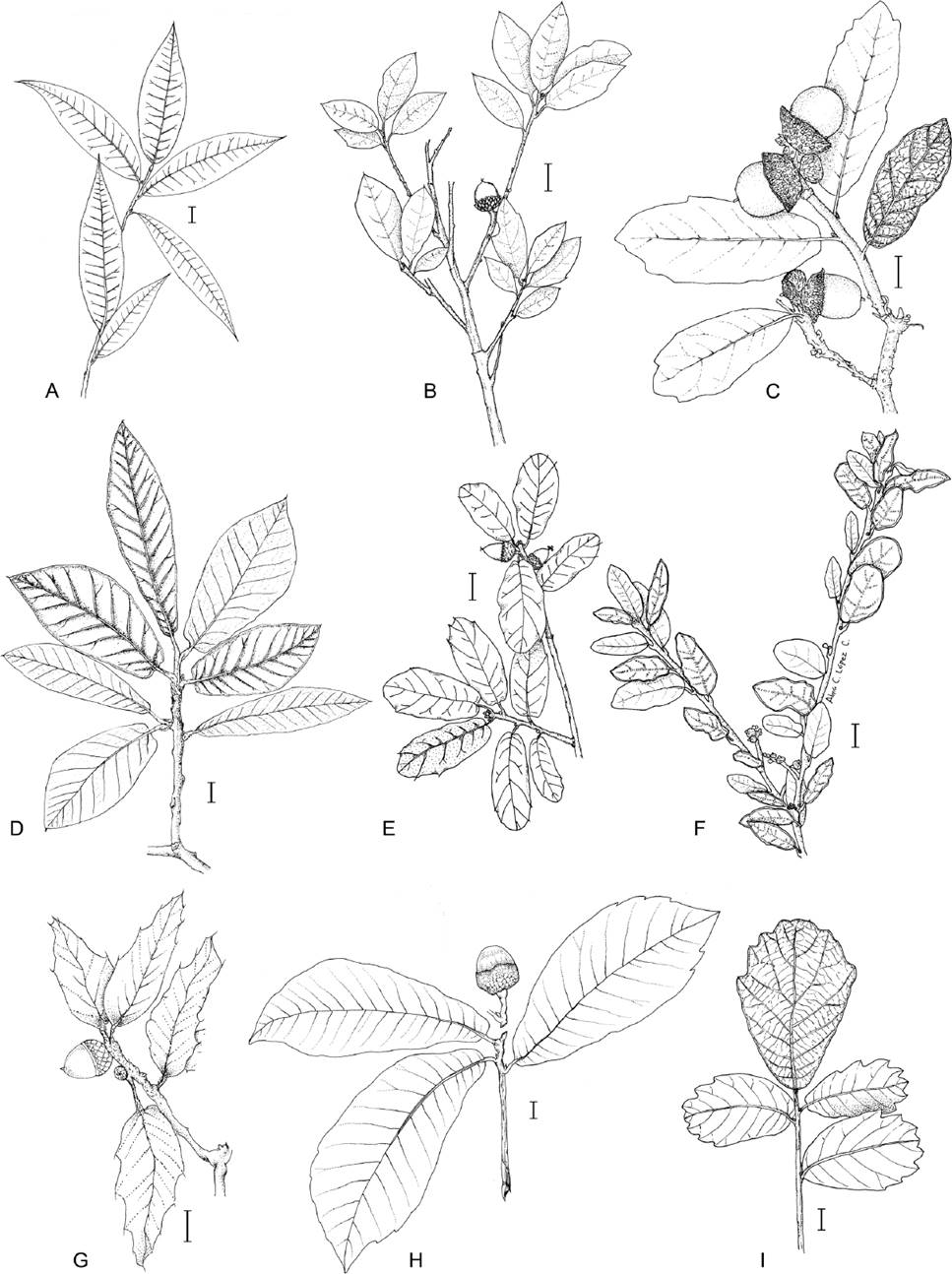 Distribution and diversity of Fagaceae in Hidalgo, Mexico