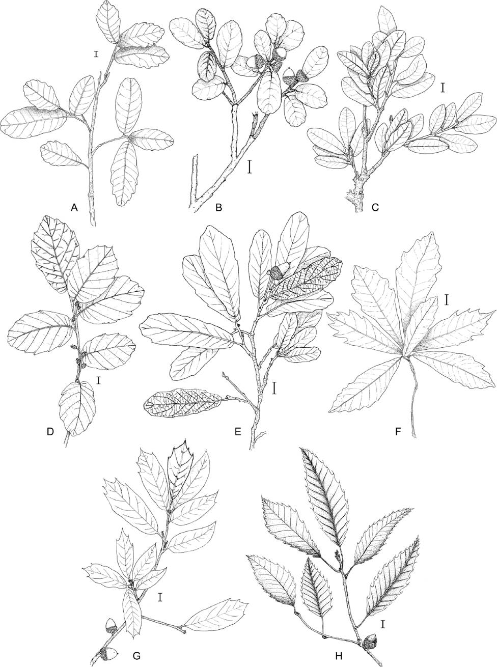 Distribution and diversity of Fagaceae in Hidalgo, Mexico